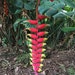 Hanging Ginger Cool Site - Etsy