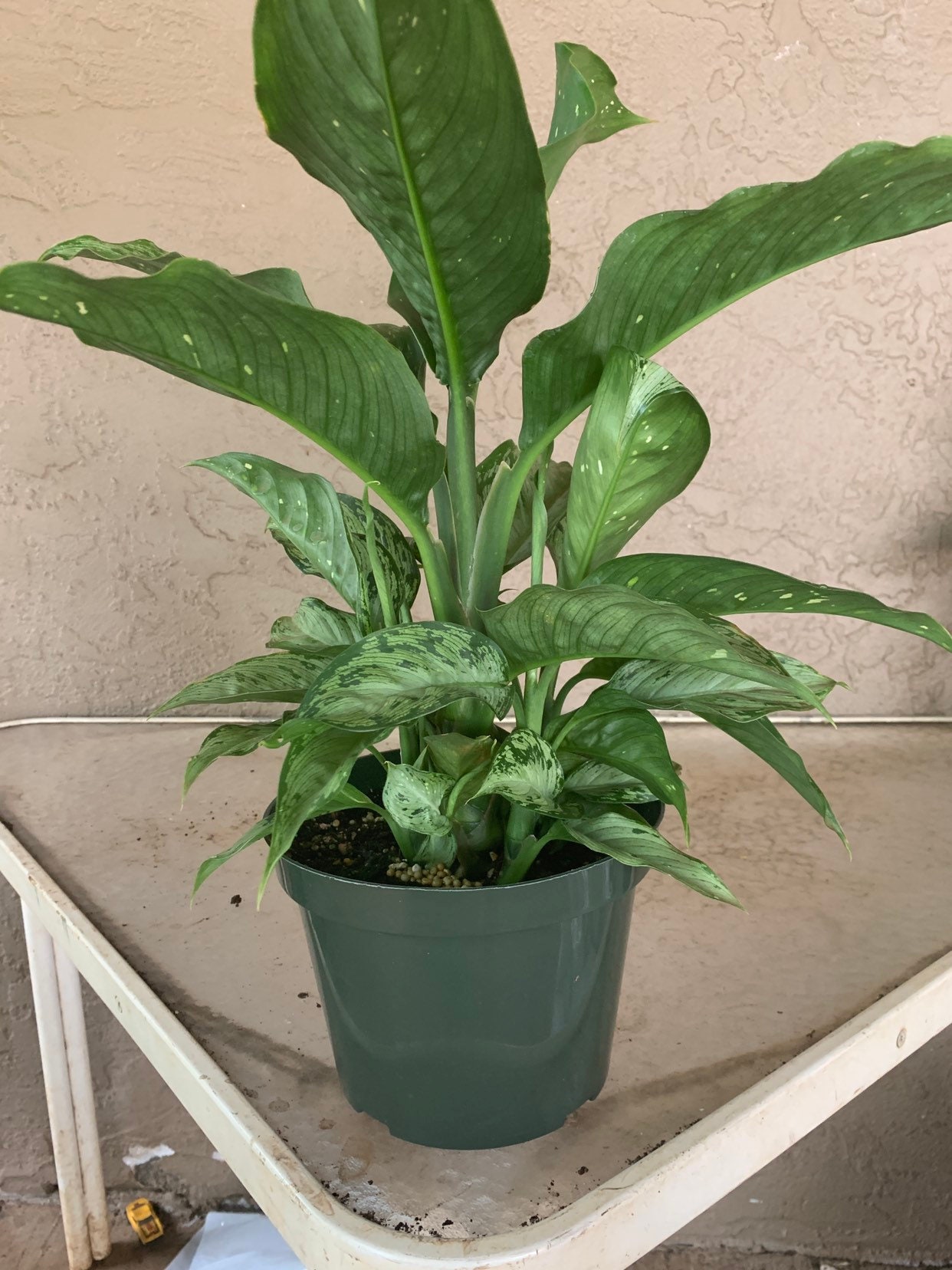 Indoor House Plant Very Stunning One Fresh Live Plant. Perfect | Etsy