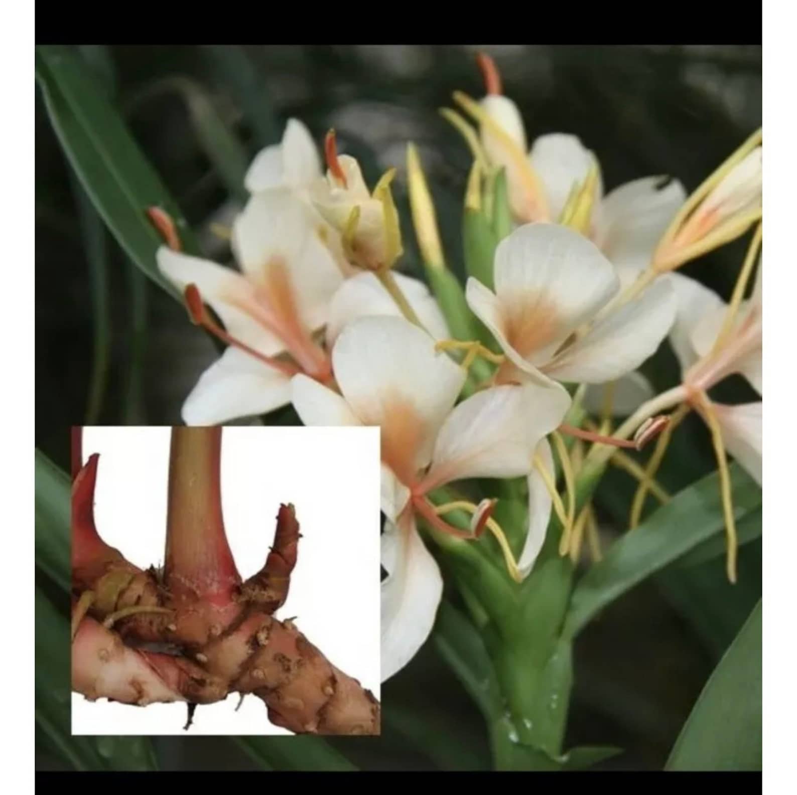 HUGE SALE Sale Butterfly Ginger Plant One Fresh Rhizome Best Deal ...