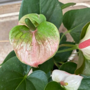Anthurium- Amalia Elegance (white/green/red Tips) - Etsy