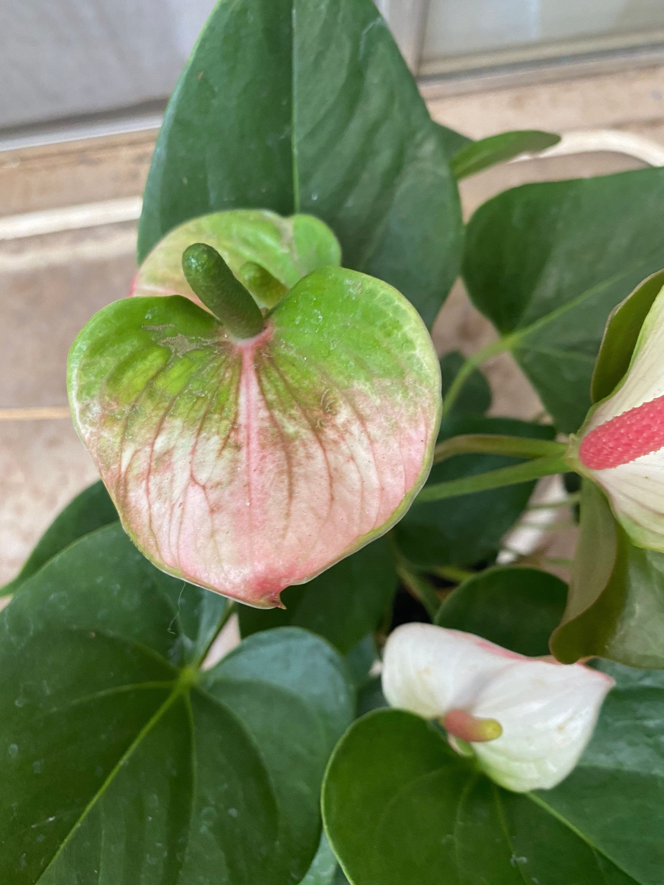 Anthurium- Amalia Elegance (white/green/red Tips) - Etsy