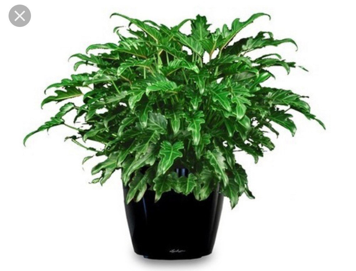 Indoor house plant Philodendron gold xandu one live plant | Etsy