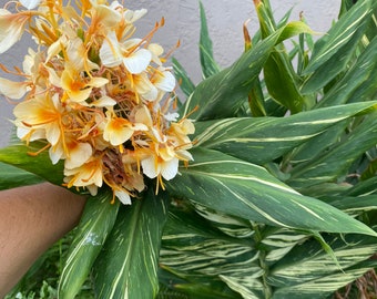 Variegated Spiral Ginger Costus Arabicus Variegatus - Etsy