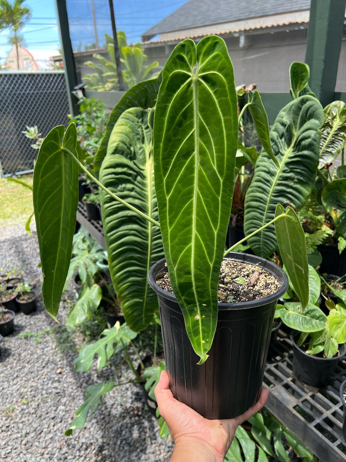 Anthurium Queen Narrow Form - Etsy