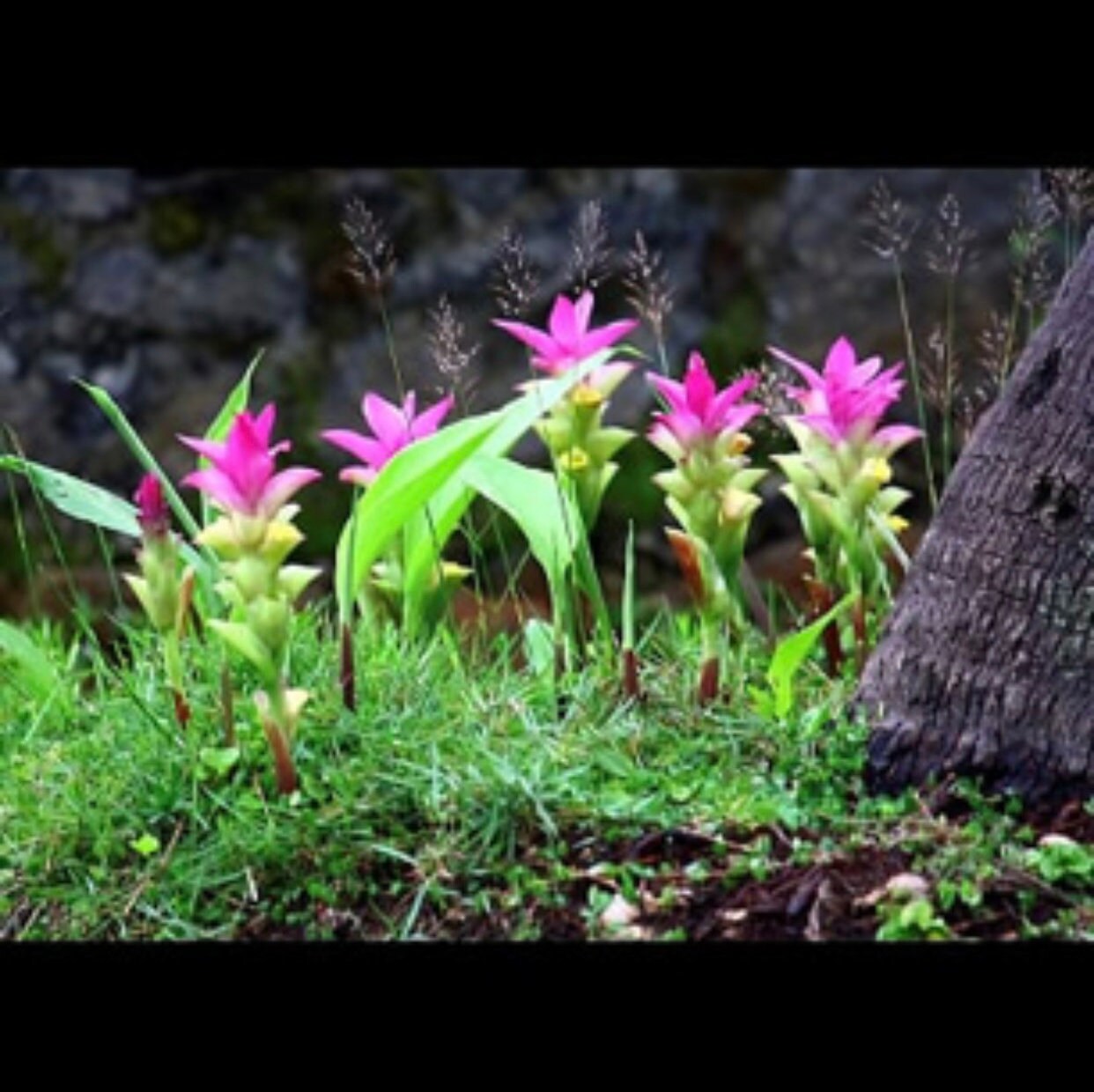 Sale- Maui Hawaii Turmeric Olena 6pcs Either Grow It or Eat It ...