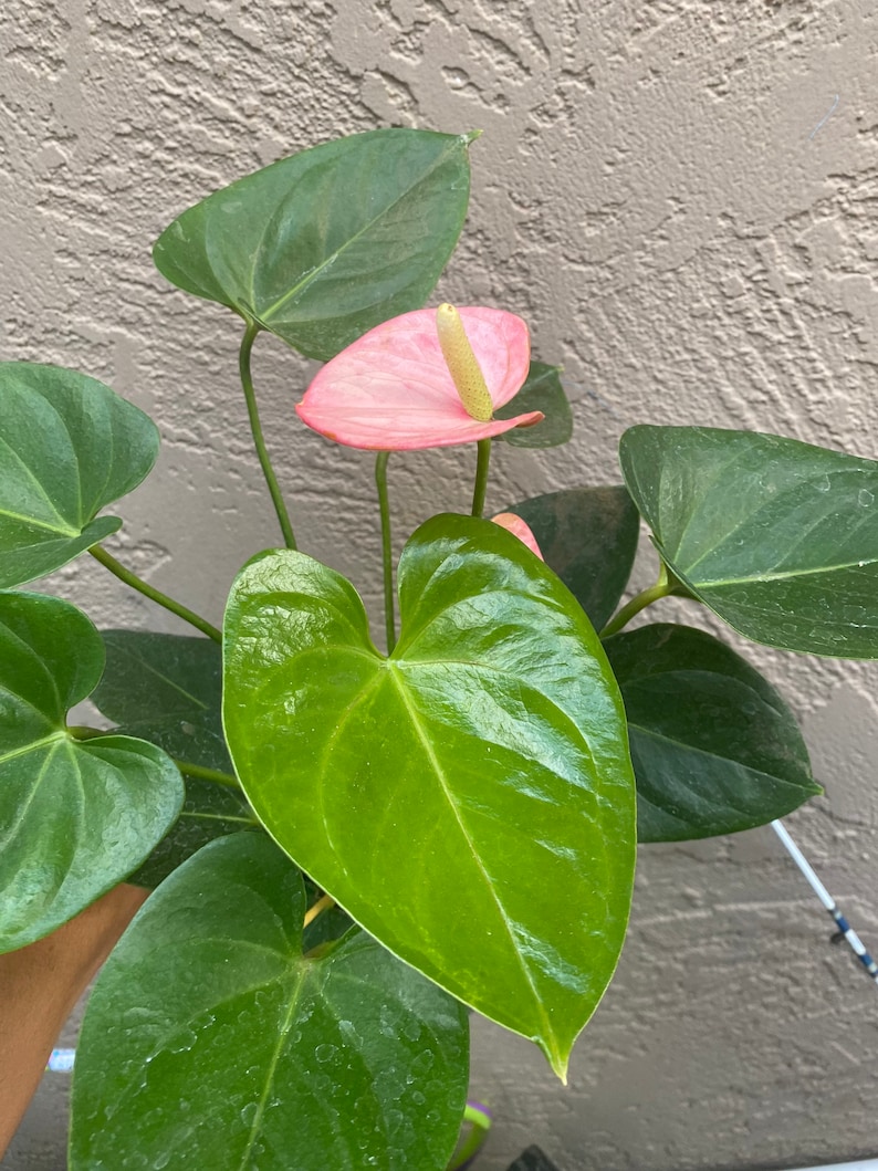 Anthurium Pink Emma - Etsy