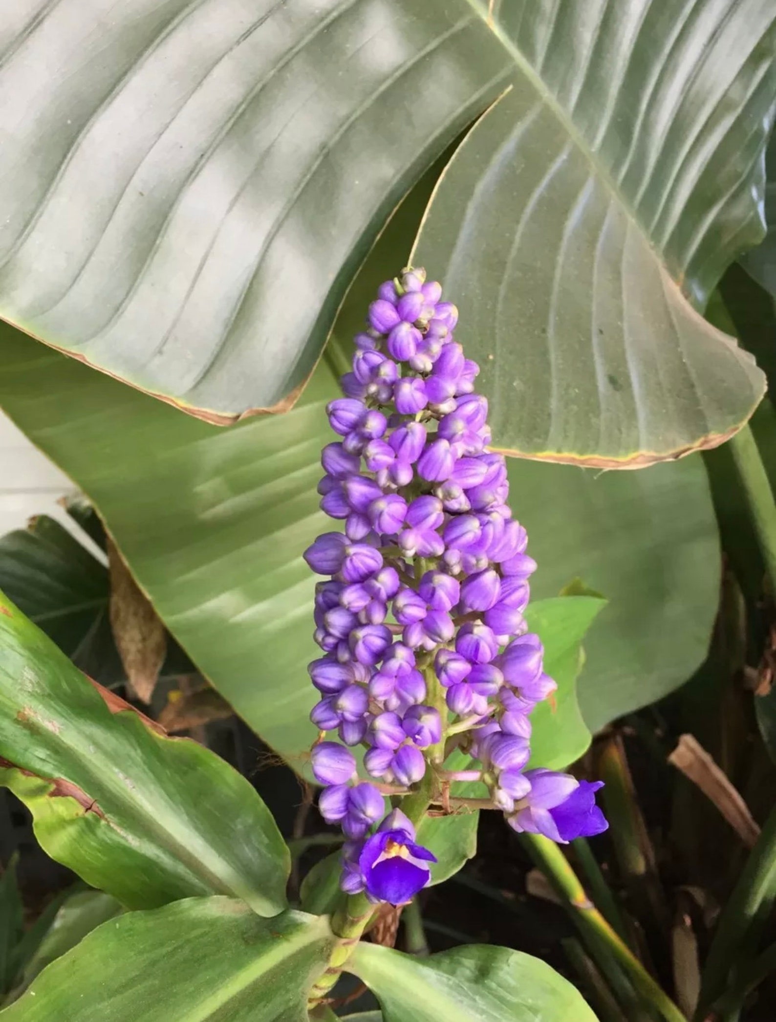 Blue Ginger 1 Plant/rhizome Beautiful Site - Etsy