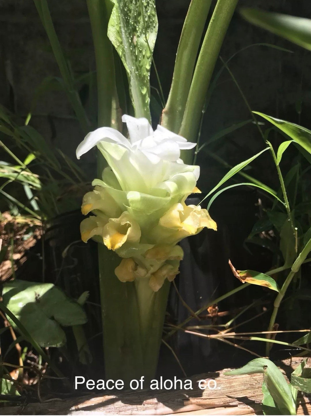 Sale- Maui Hawaii Turmeric Olena 6pcs Either Grow It or Eat It ...