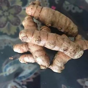 Sale- Maui Hawaii Turmeric Olena 6pcs Either Grow It or Eat It ...