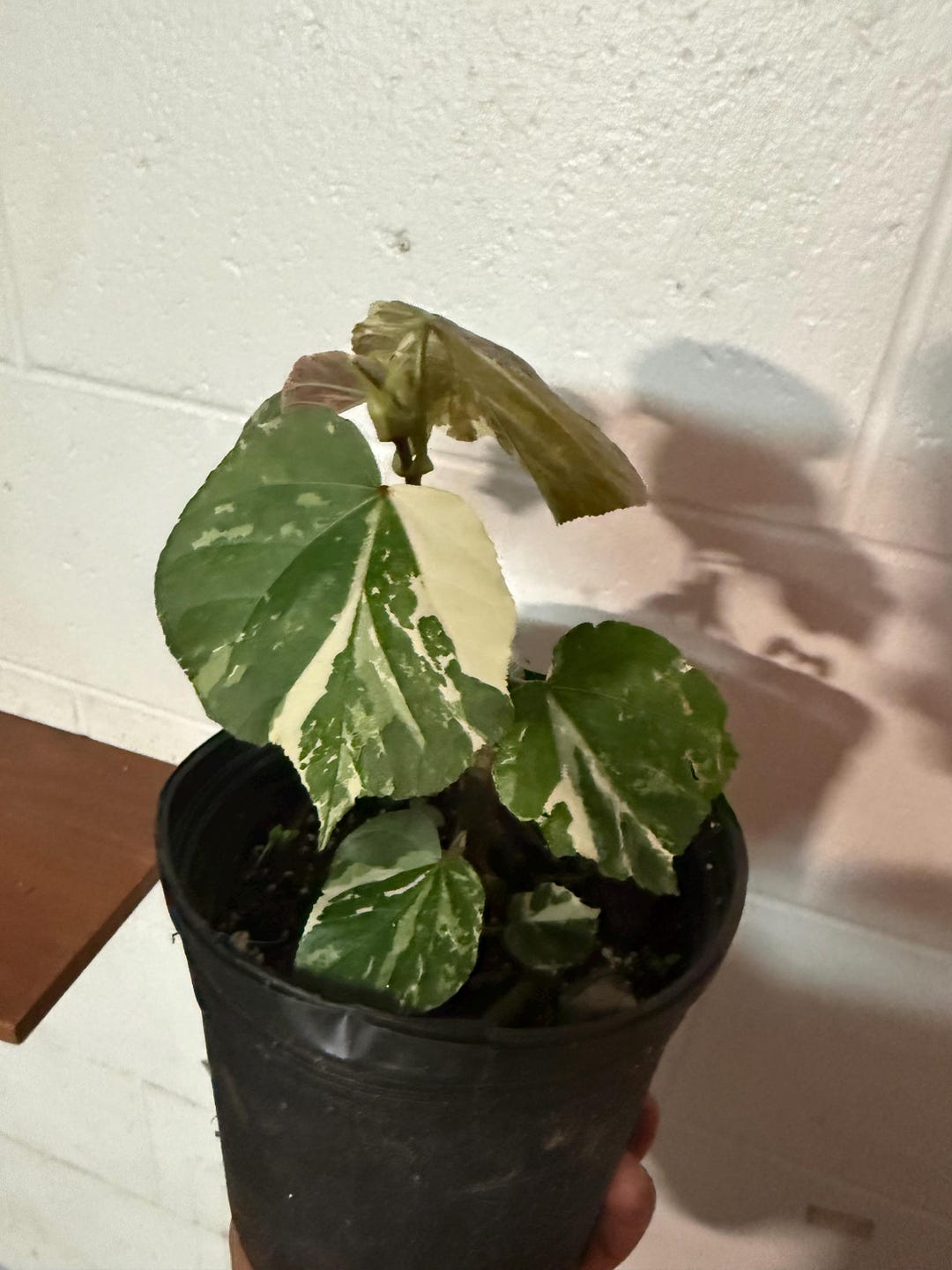 HIBISCUS TILIACEUS VARIEGATED Highly Variegated Rooted Plant Great ...