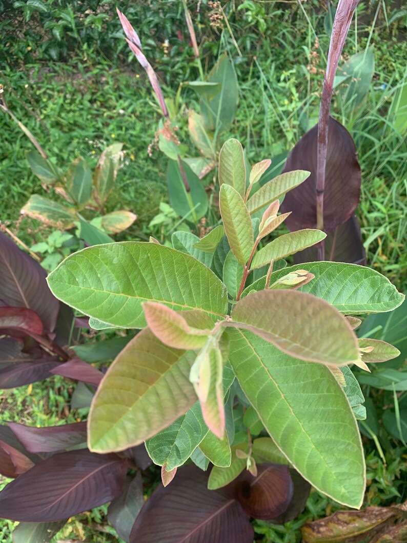 Maui Guava 5 Fresh Cuttings Easy to Grow. - Etsy