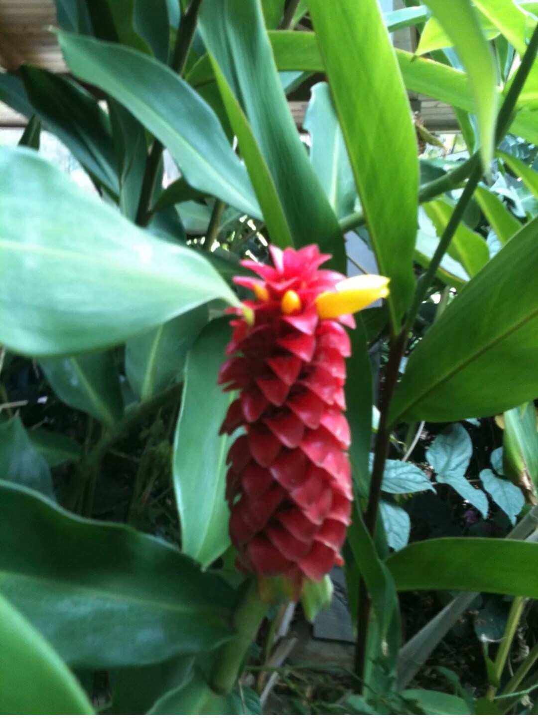 Live Plant Name BIG RED Ginger 1 Plant/rhizome - Etsy