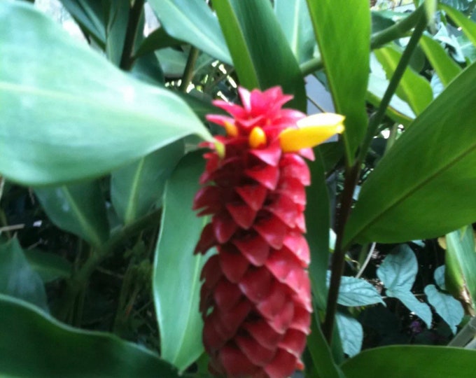 Live Plant Name BIG RED Ginger 1 Plant/rhizome - Etsy