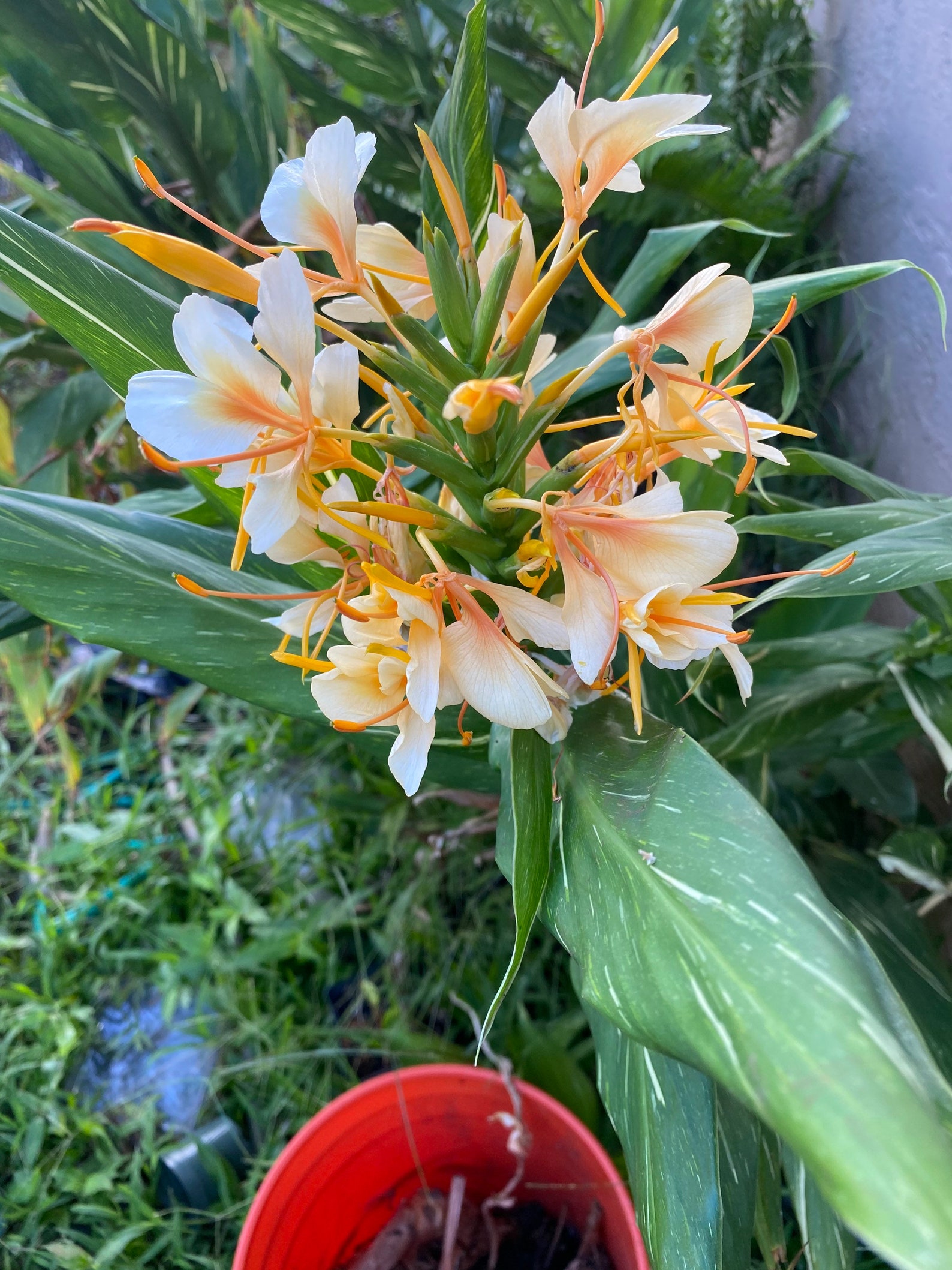 Rare Variegated Kahili Ginger Rare - Etsy