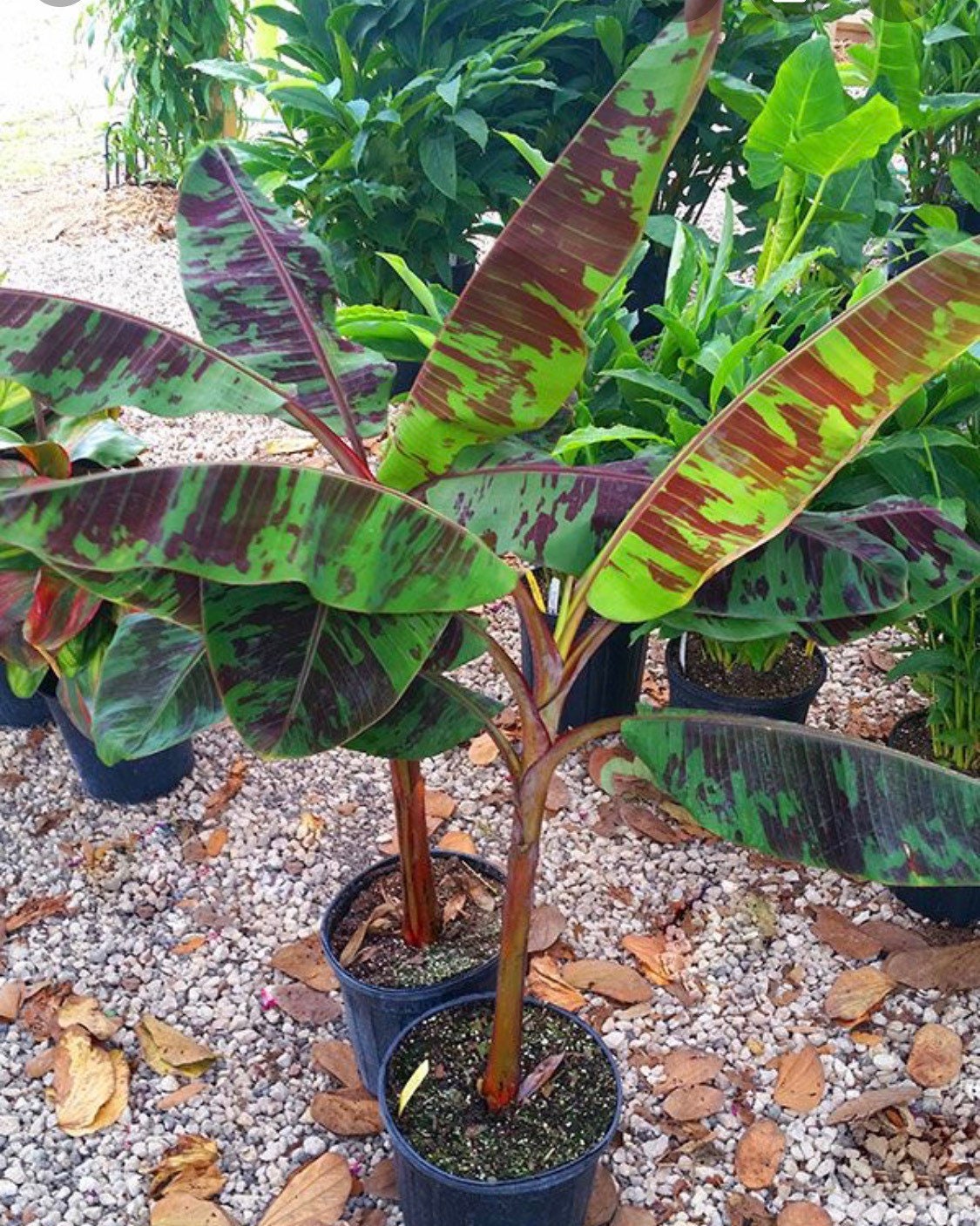 Red Banana Trees