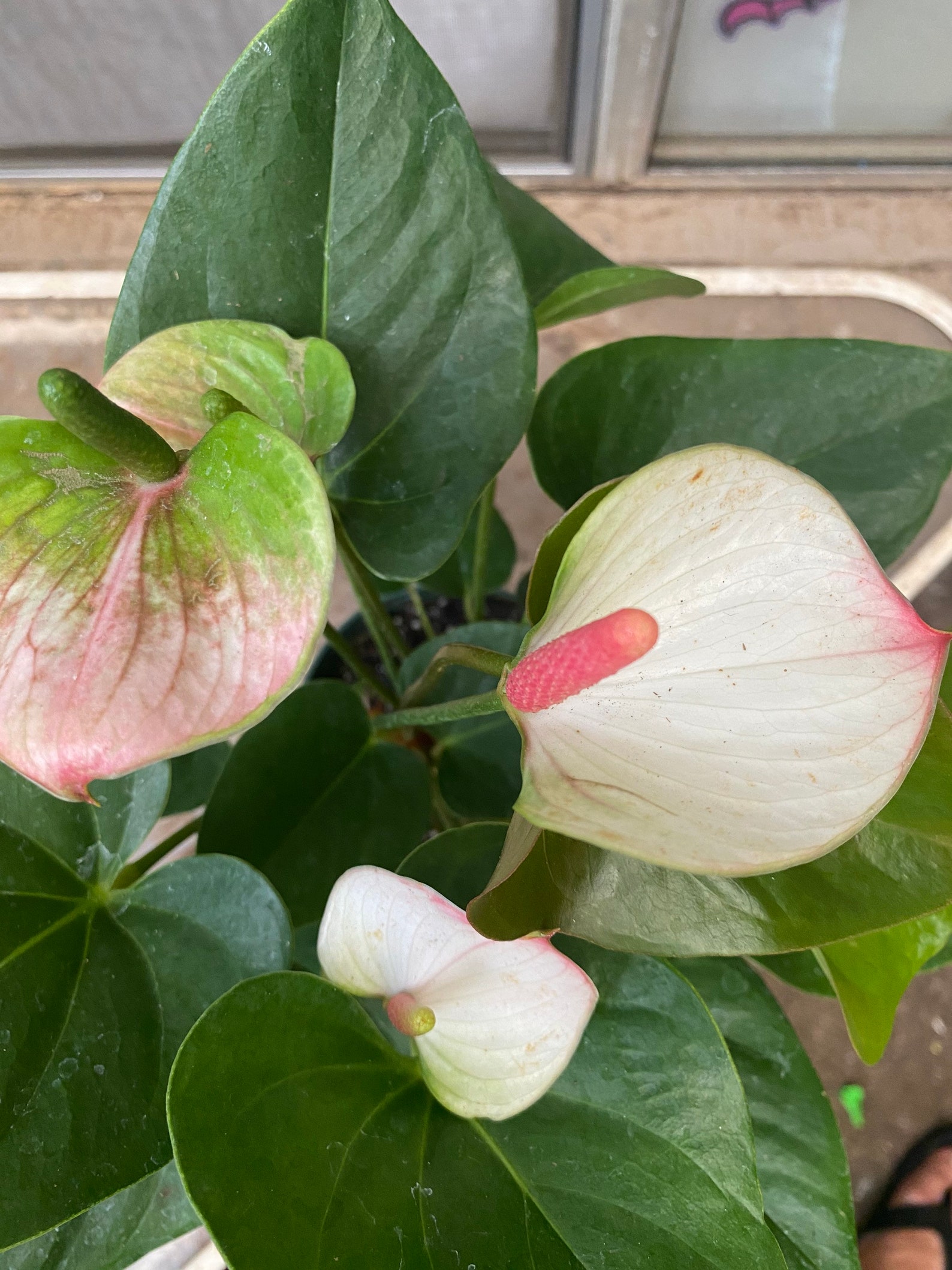 Anthurium Amalia Elegance white/green/red Tips | Etsy