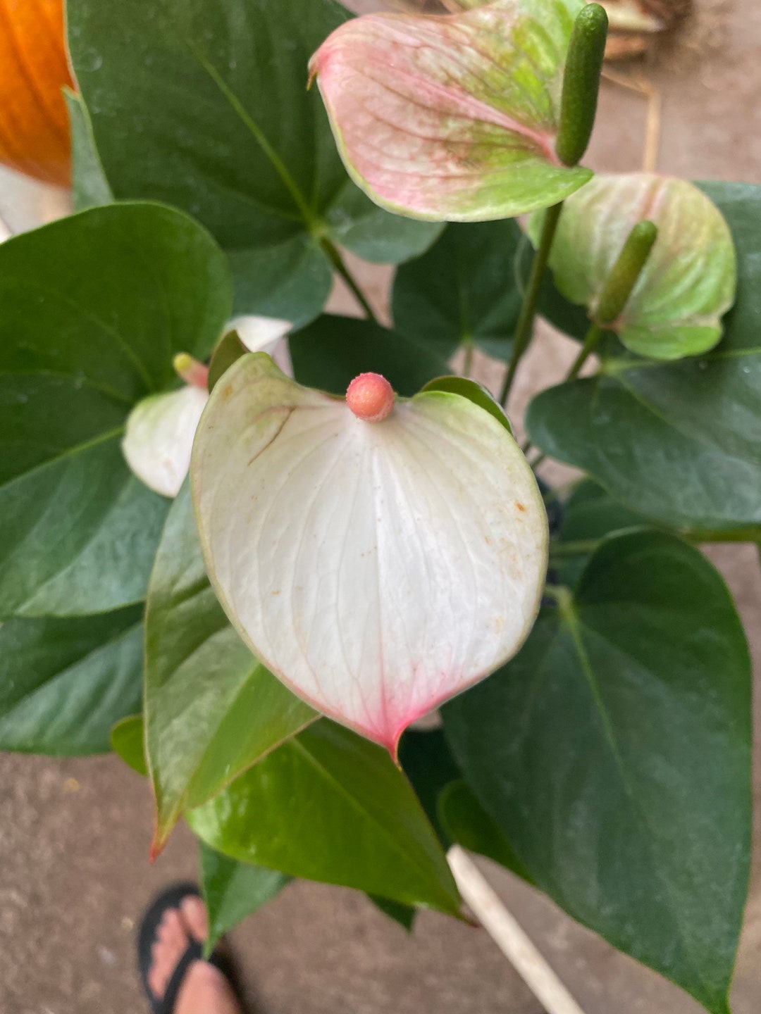Anthurium- Amalia Elegance (white/green/red Tips) - Etsy