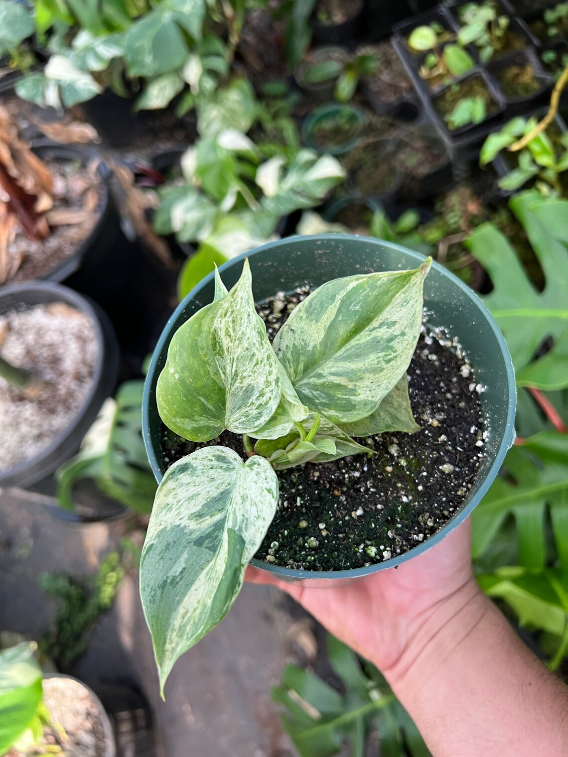 Variegated Philodendron Heart Leaf - Etsy