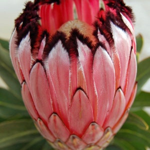 Pink Mink Protea or Plant Rooted About a Foot Tall Nice and - Etsy