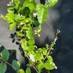 Pikake Plant Perfect for Lei Making (smells Great) - Etsy