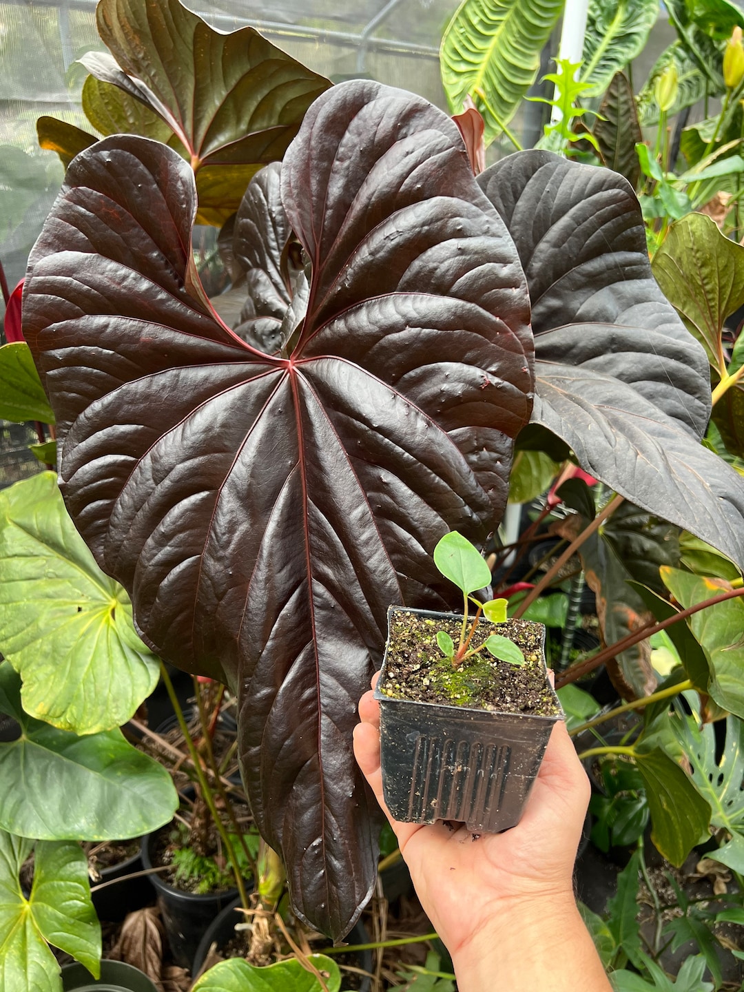 Anthurium Rare Moodeanum/red Beauty Baby Plant - Etsy