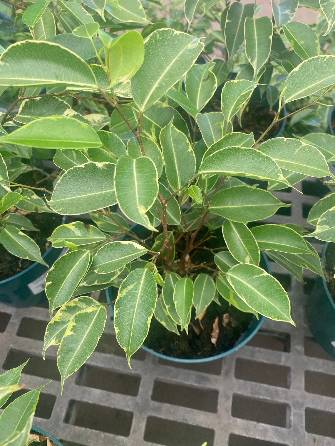 Variegated Ficus Benjamina Plant - Etsy