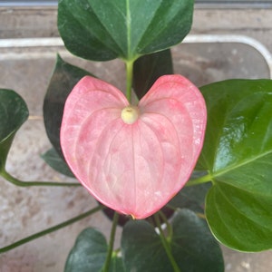 Anthurium Pink Emma - Etsy