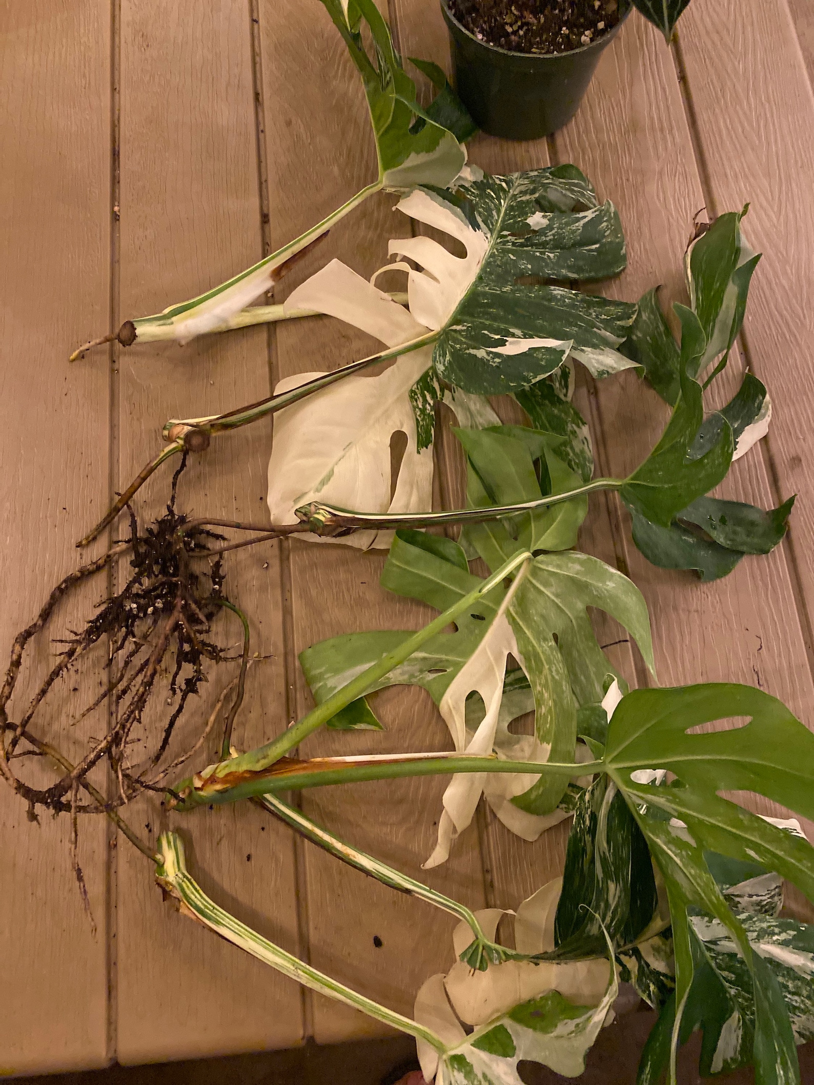 Sale Albo Monstera Plant Cutting Mature Beautiful House Plant - Etsy