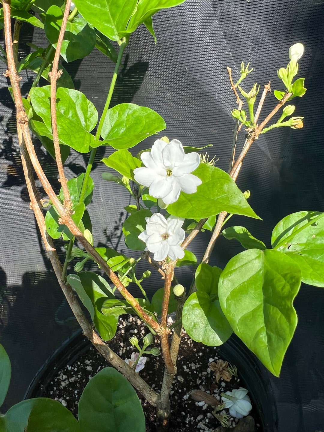 Pikake Plant Perfect for Lei Making (smells Great) - Etsy