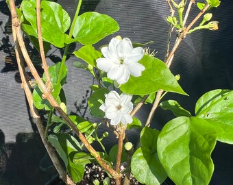 Peaceofalohaco - Etsy