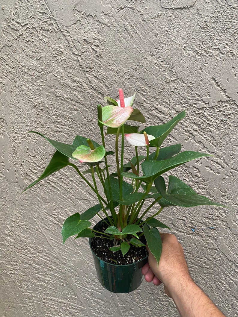 Anthurium- Amalia Elegance (white/green/red Tips) - Etsy