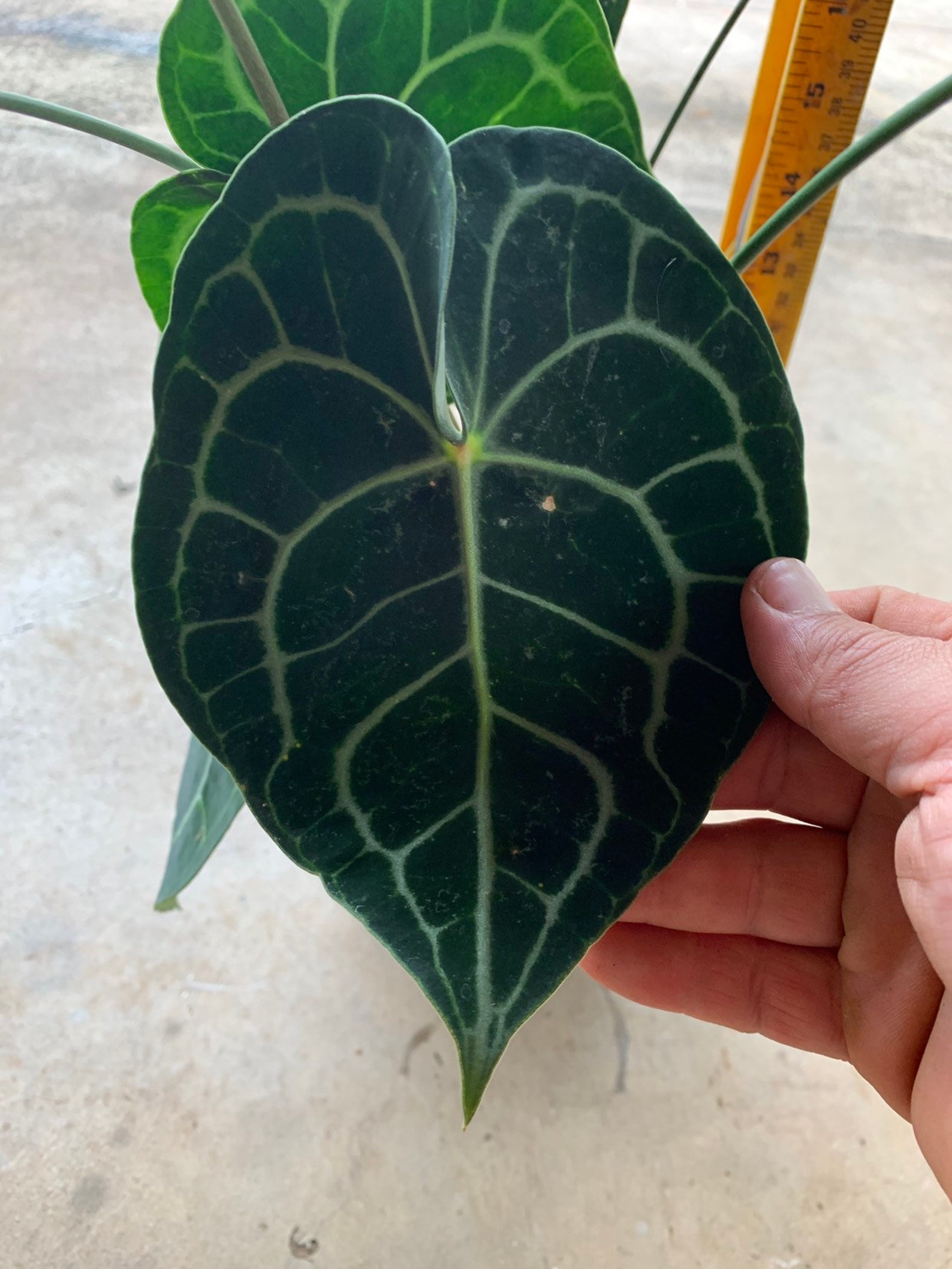 Big Sale Rare Dark Form Anthurium Clarinervium All Healthy - Etsy