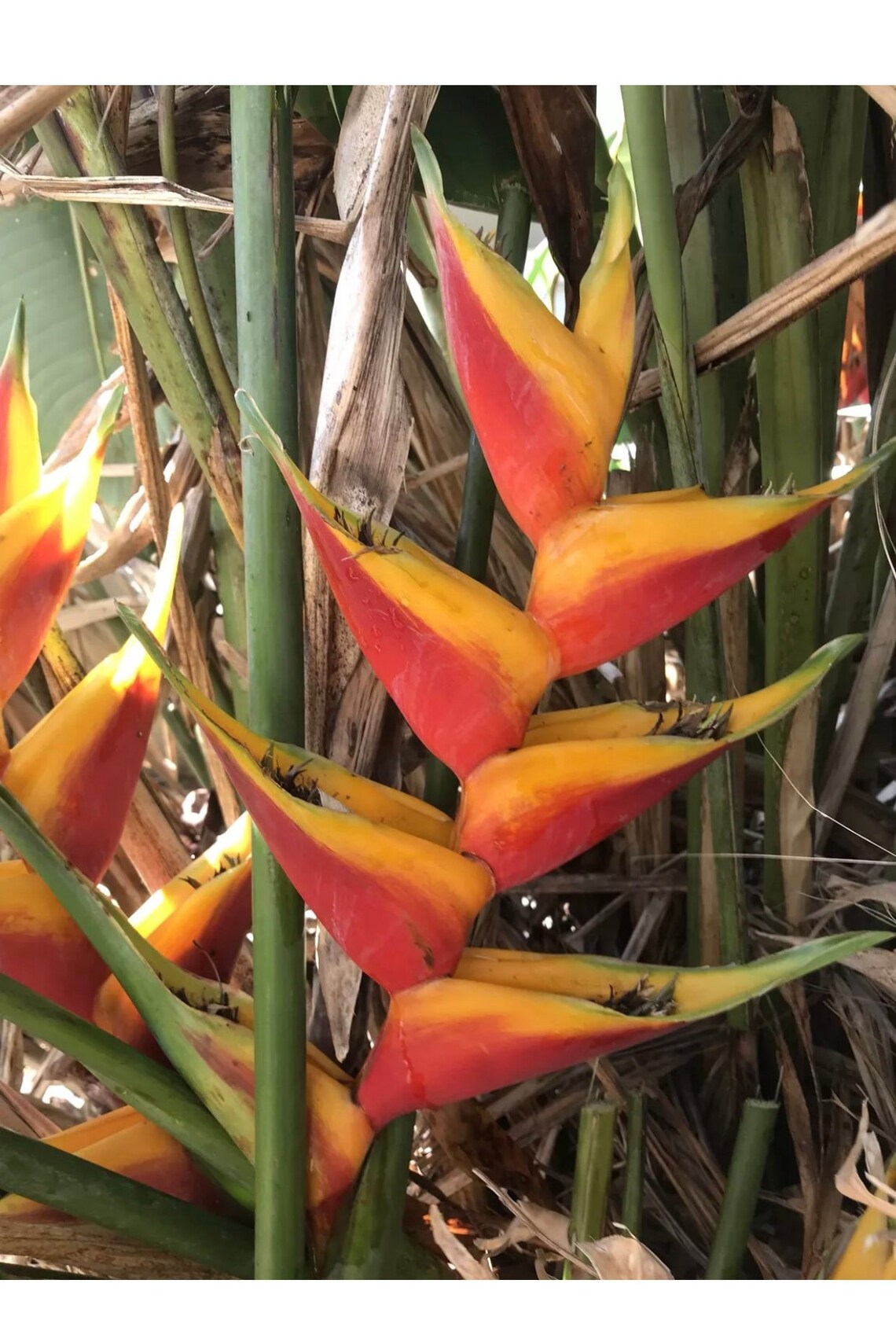 1 Gold/red Lobster Claw Plant Heliconia - Etsy