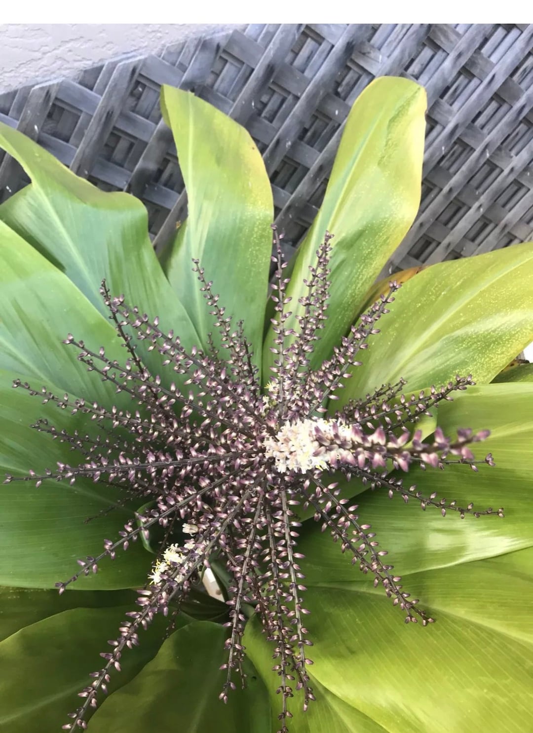 Hawaii Green Ti Leaf Plant 4 Logs Used A Lot on Maui for - Etsy Norway