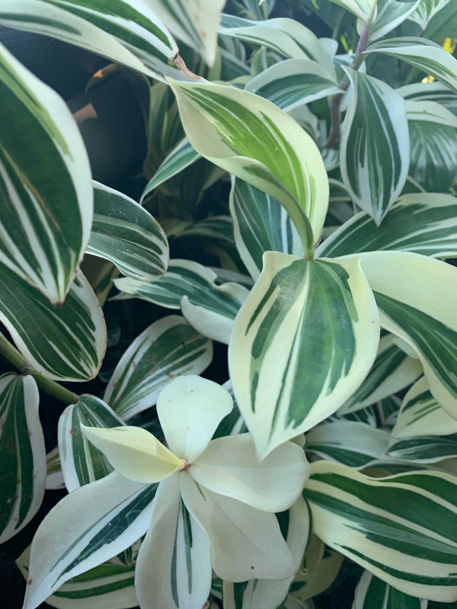Rare Variegated Costus Ginger 1 Live Plant/rhizome - Etsy