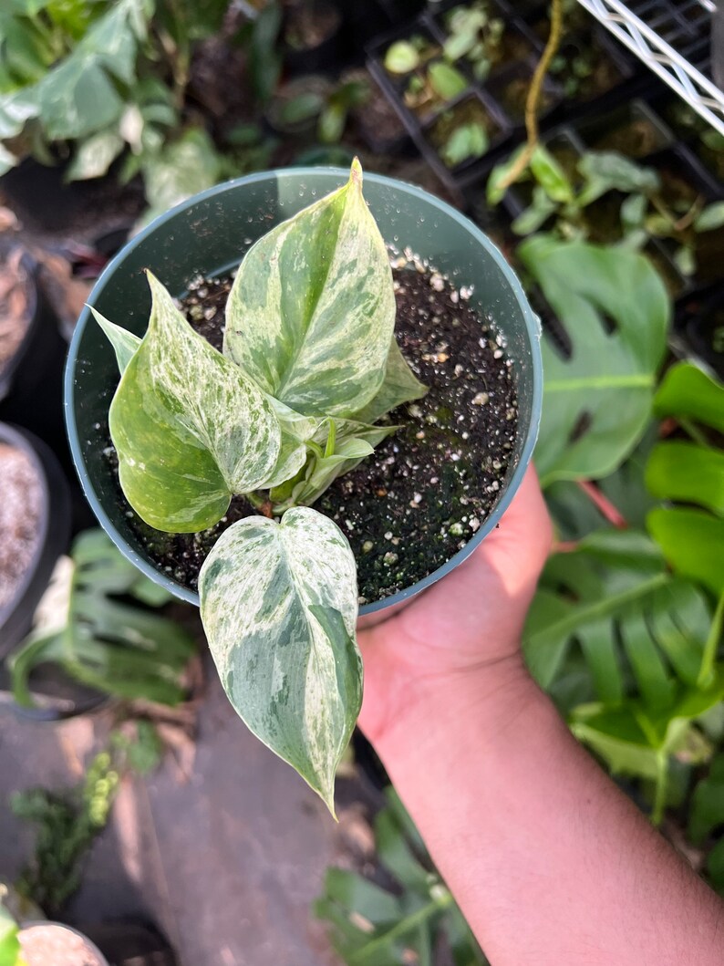Variegated Philodendron Heart Leaf - Etsy