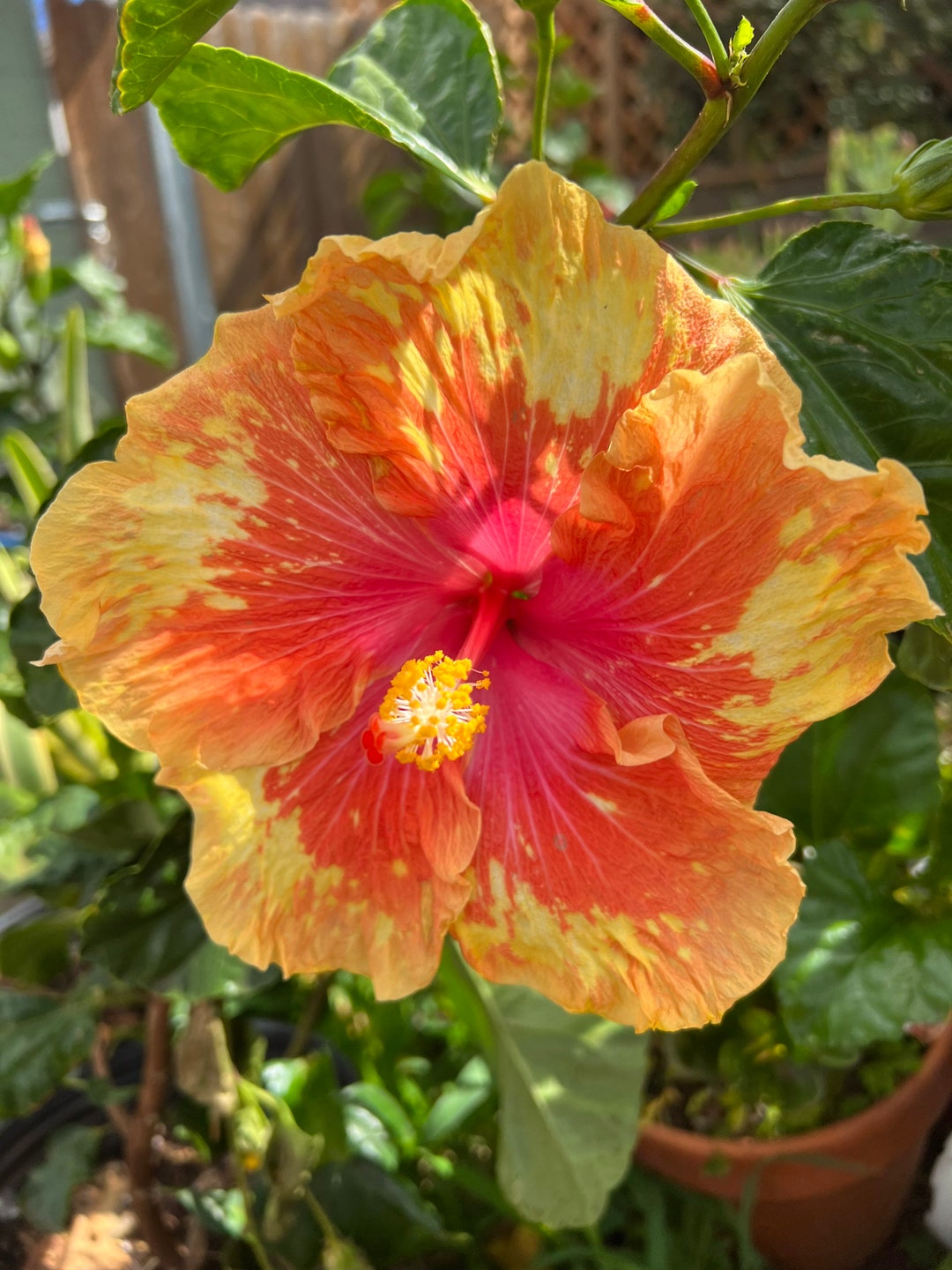 Maui Sun Hibiscus 2- 6 Inch Cuts - Etsy
