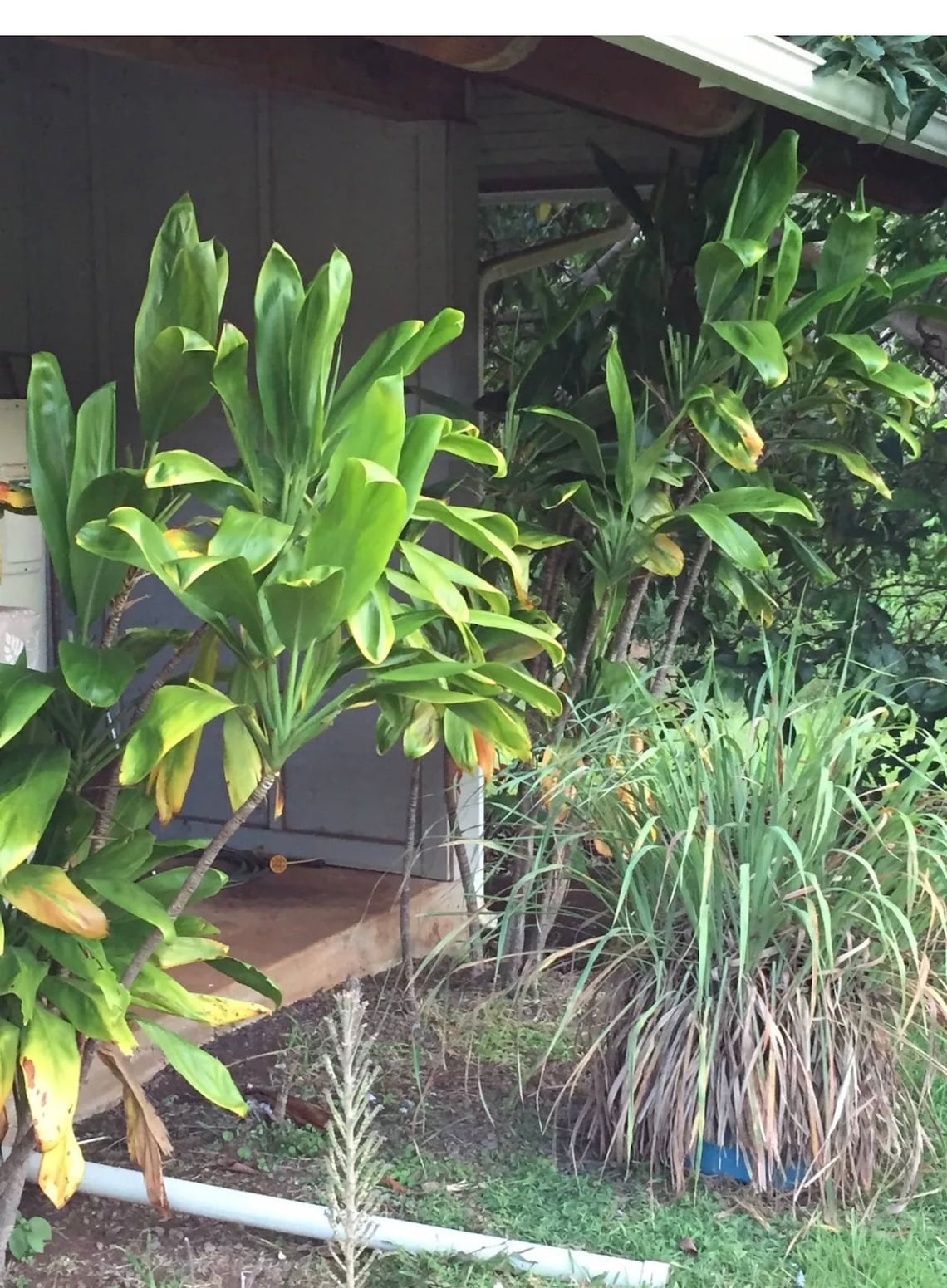 Hawaii Green Ti Leaf Plant 4 Logs Used A Lot on Maui for - Etsy Norway