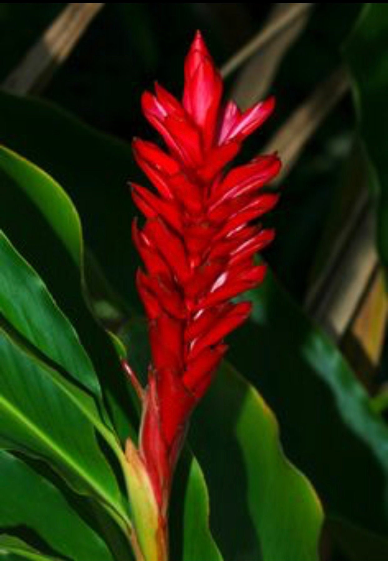Red Ginger Plant Info