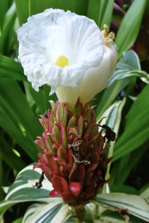 Outdoor & Gardening 2-Live plants Costus afer Spiral Ginger LIVE PLANTS ...