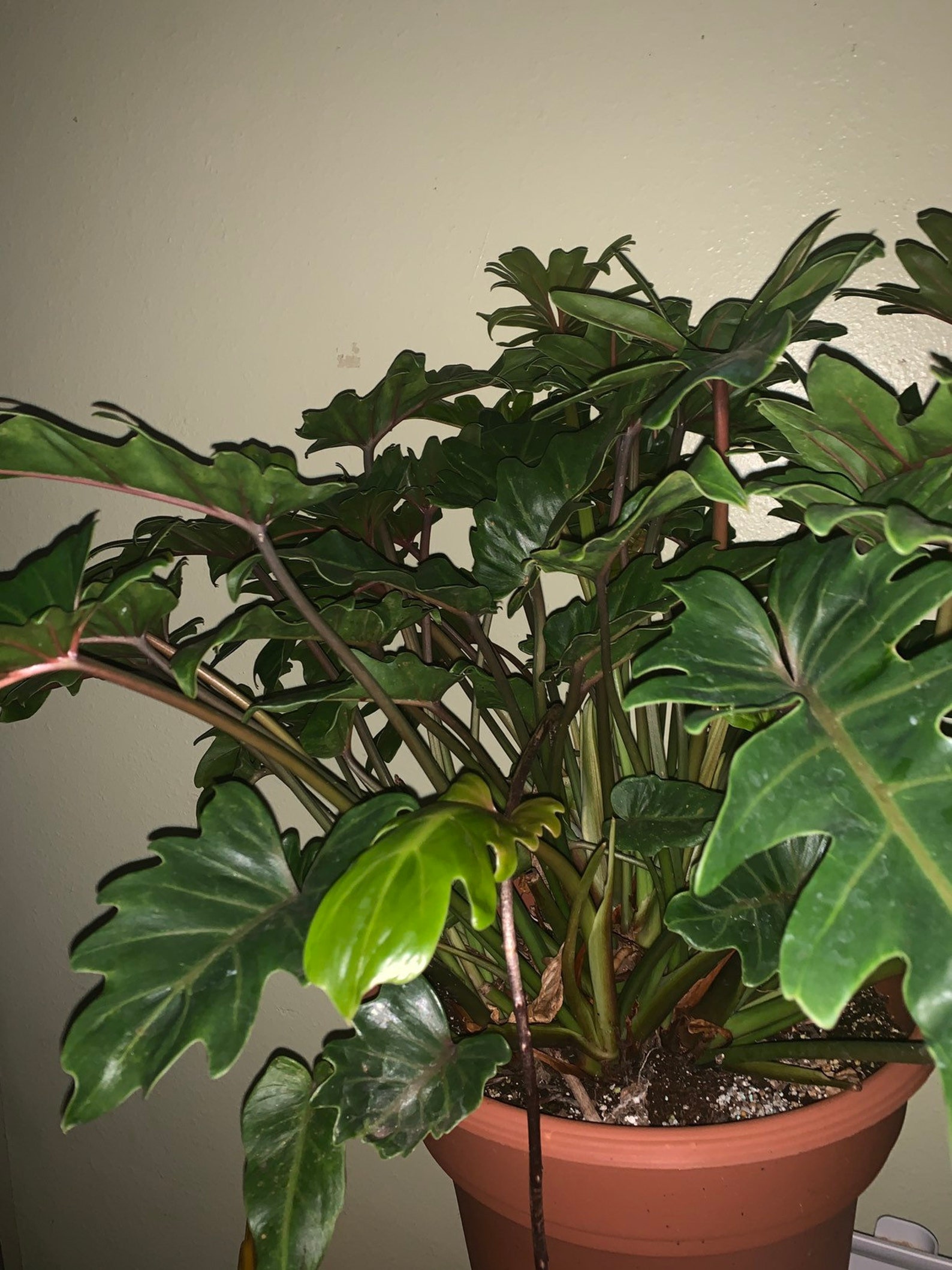 Indoor house plant Philodendron gold xandu one live plant | Etsy