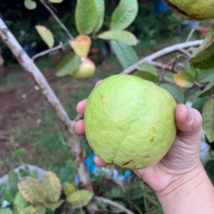 Jumbo White Guava Seeds 20 - Etsy