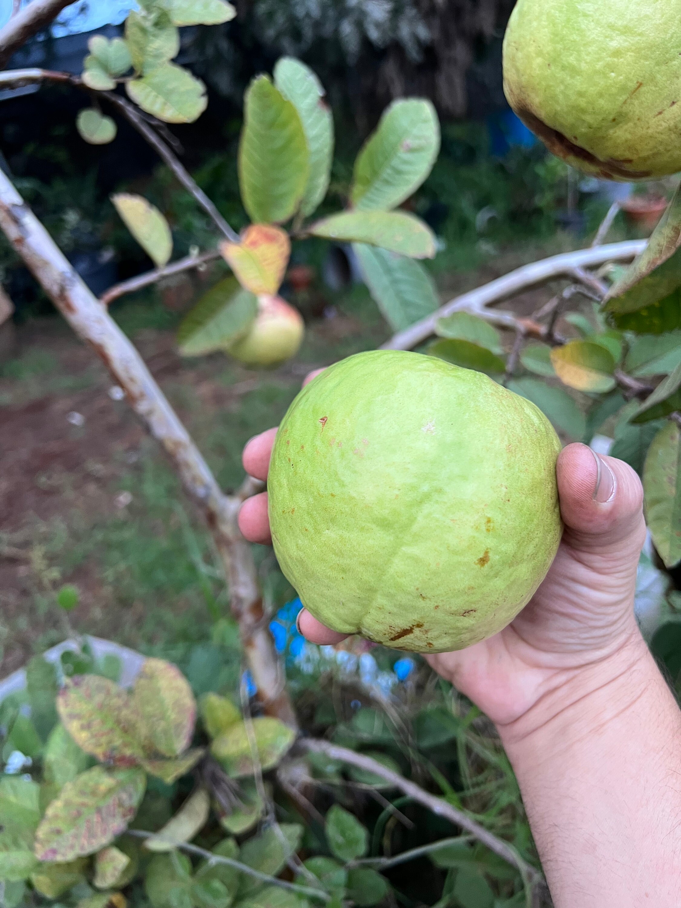 Jumbo White Guava Seeds 20 - Etsy