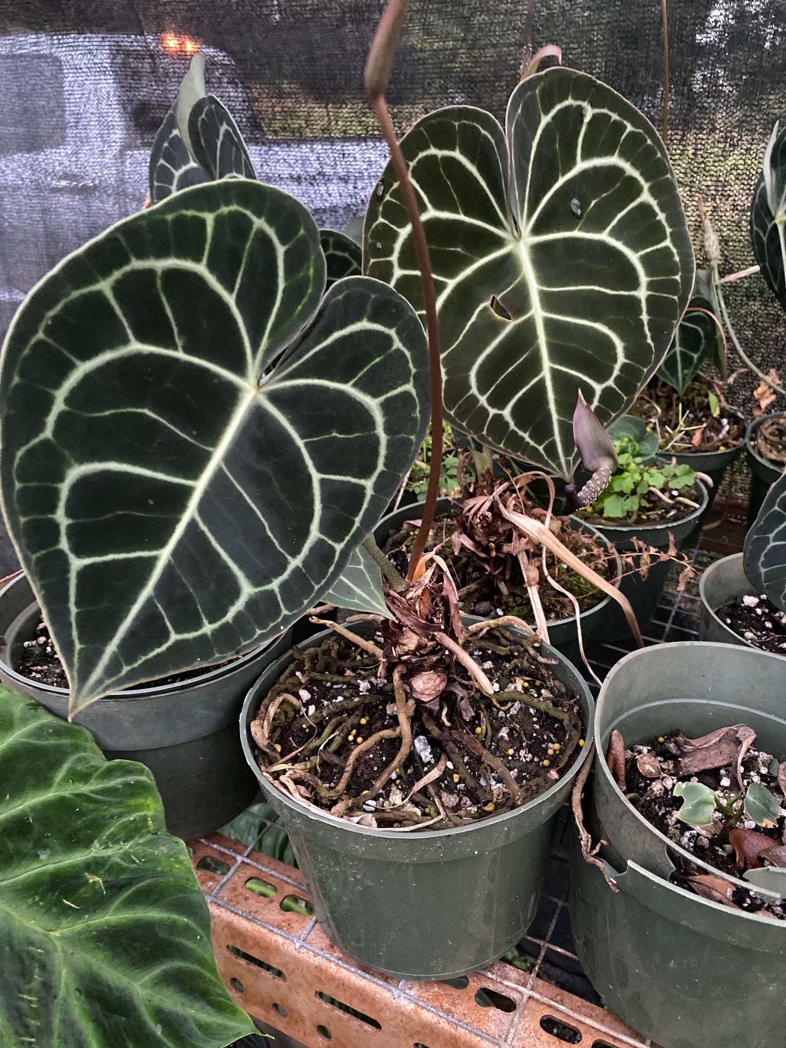 Big Sale Rare Dark Form Anthurium Clarinervium All Healthy - Etsy