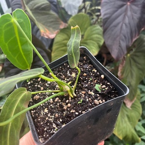 Anthurium Queen Narrow Form - Etsy