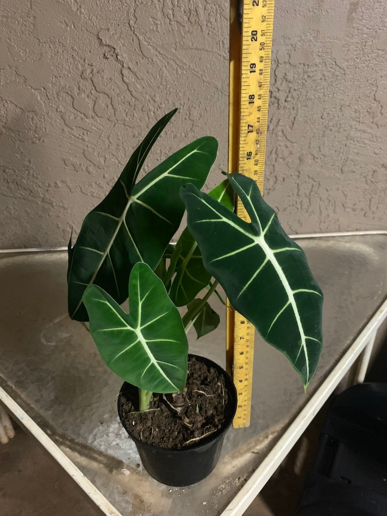 Frydek Plant Alocasia. Indoor House Plant Easy to Grow and - Etsy