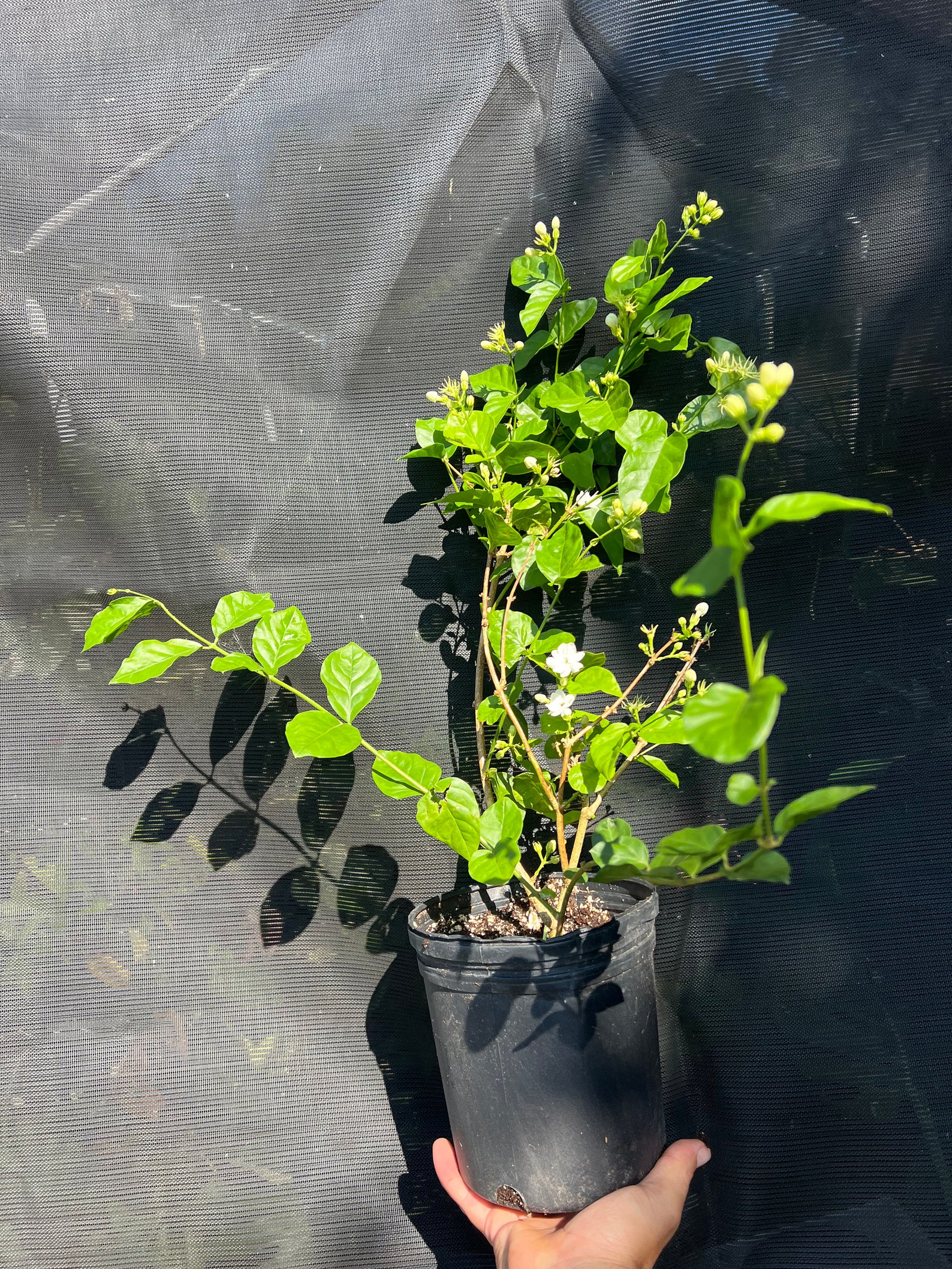 Pikake Plant Perfect for Lei Making (smells Great) - Etsy