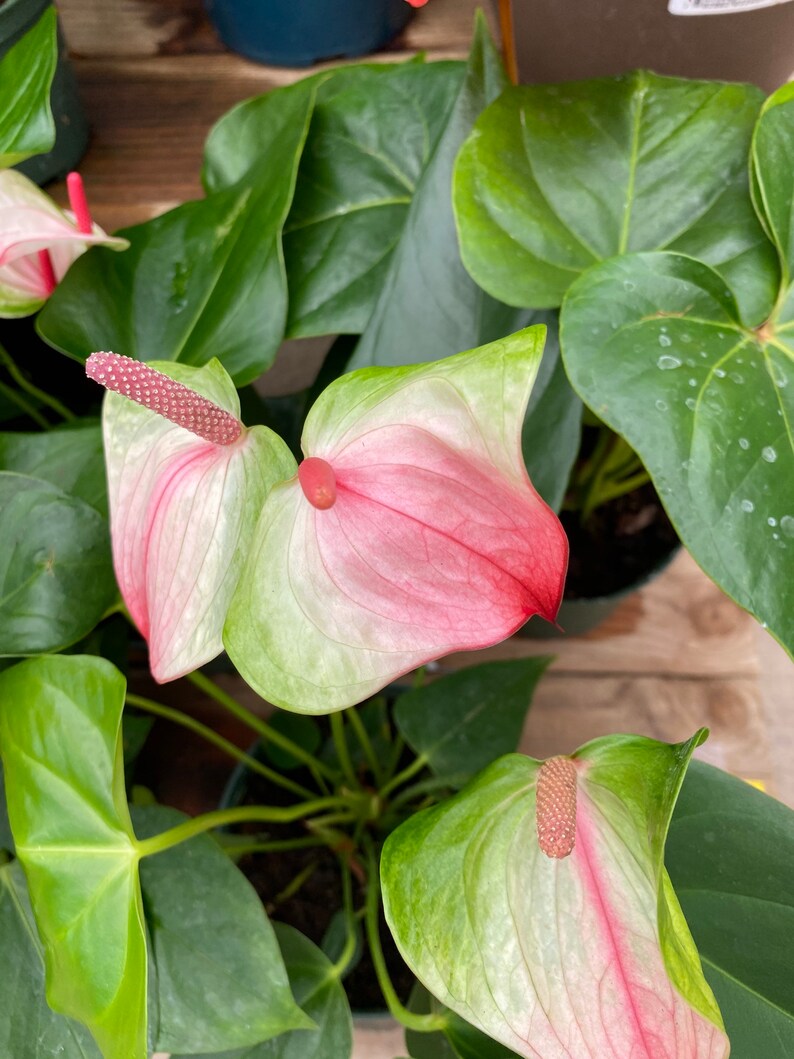 Anthurium Exotica - Etsy