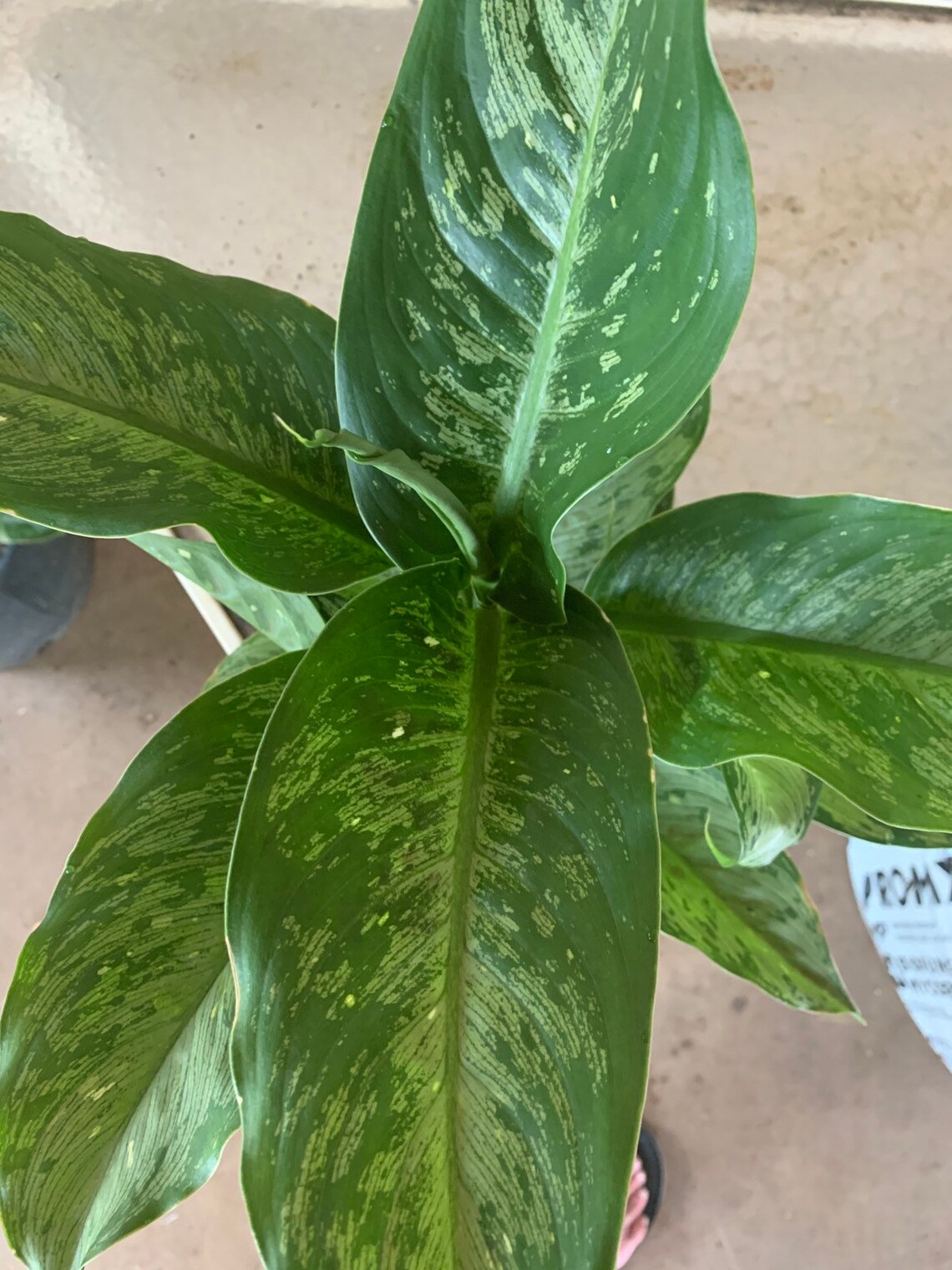 Indoor House Plant Very Stunning One Fresh Live Plant. Perfect | Etsy