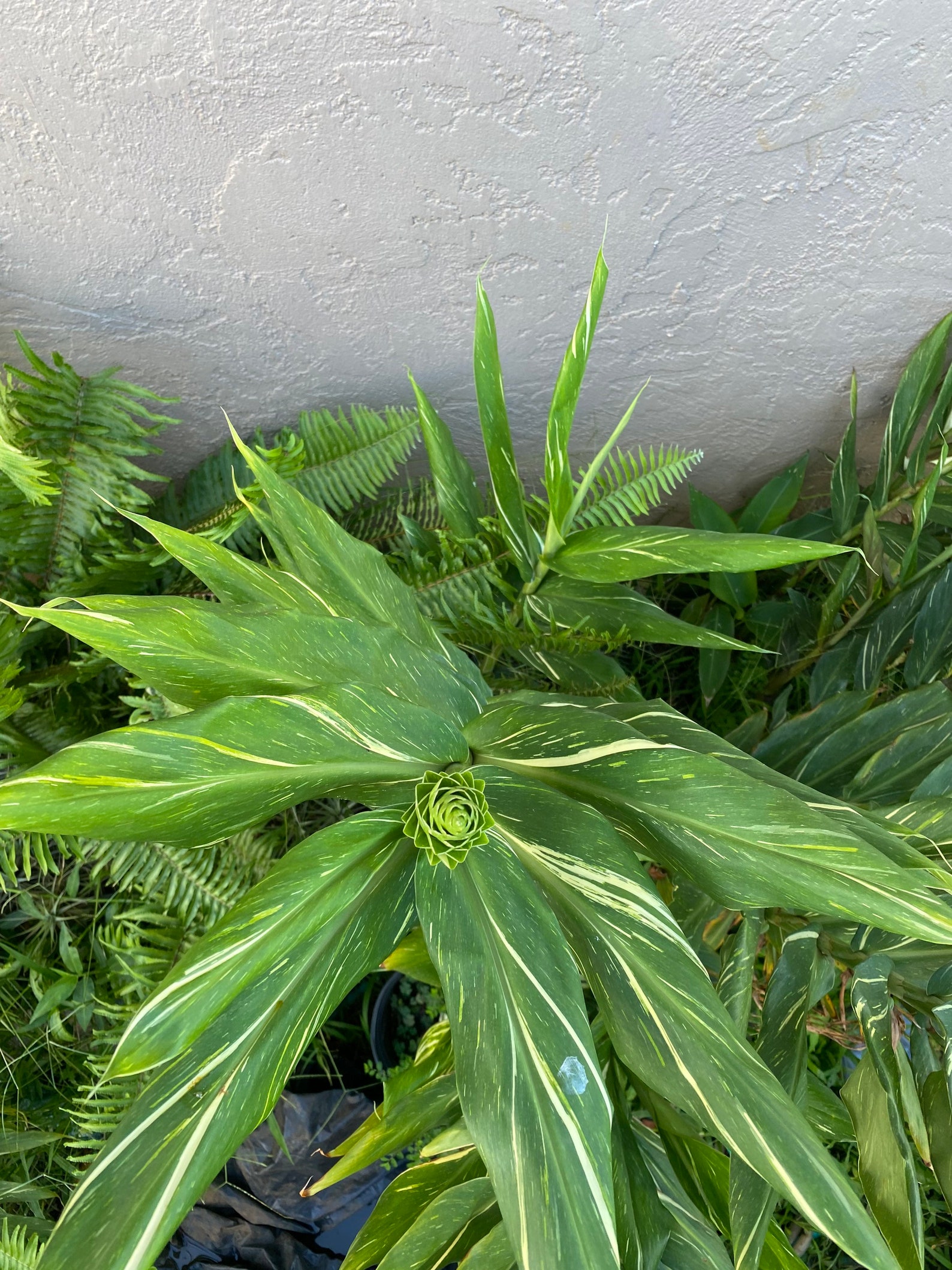 Rare Variegated Kahili Ginger Rare - Etsy